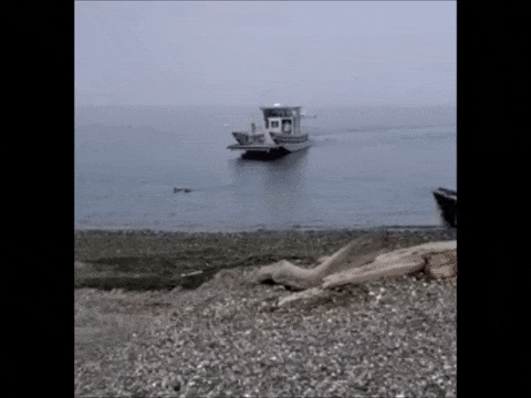 Passenger Ferry - Specialized Marine Transport